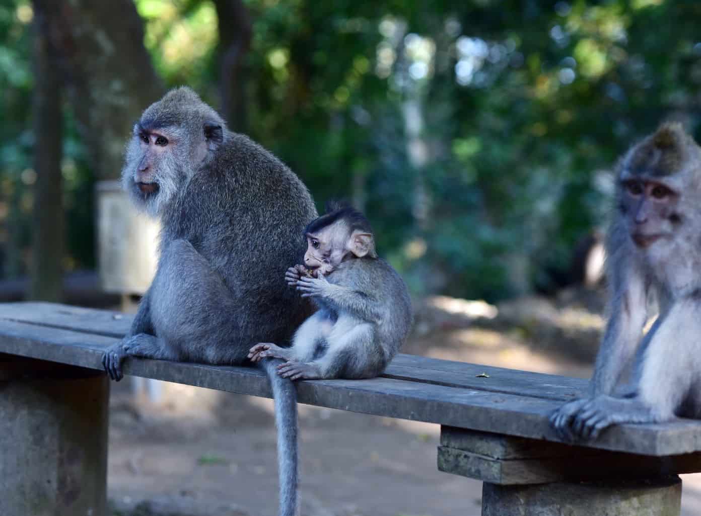 Exploring the Sacred Monkey Forest Sanctuary