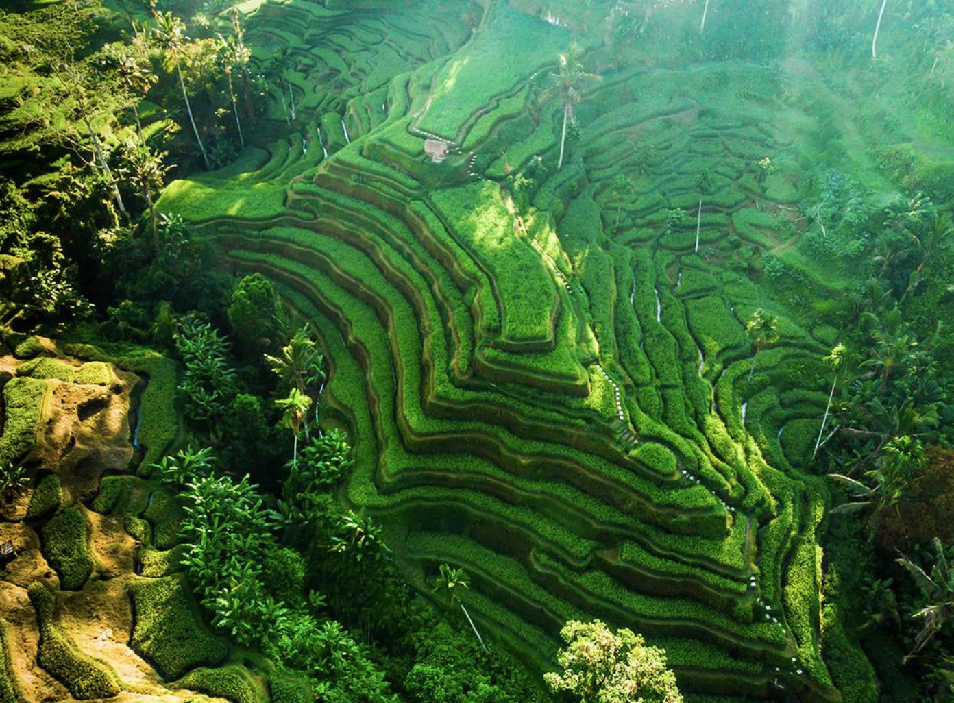 Tegalalang Rice Terrace