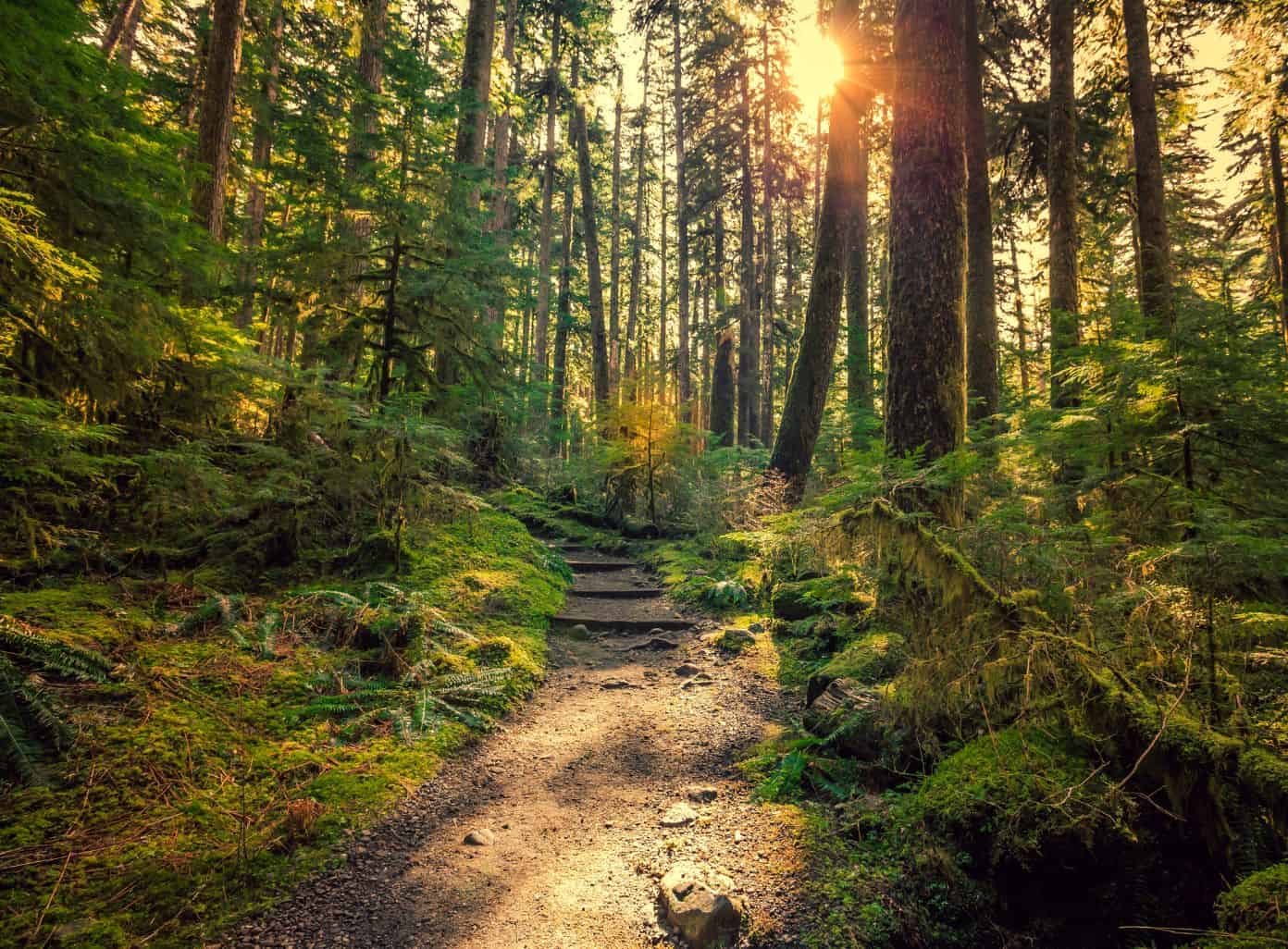 Explore the Beauty of Tesso Nilo National Park