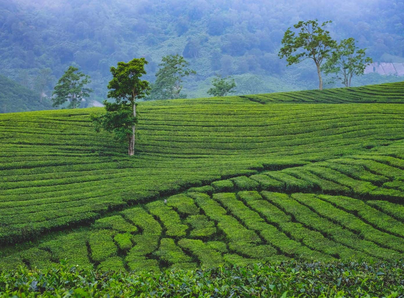 The Delicious Taste of Indonesian Tea