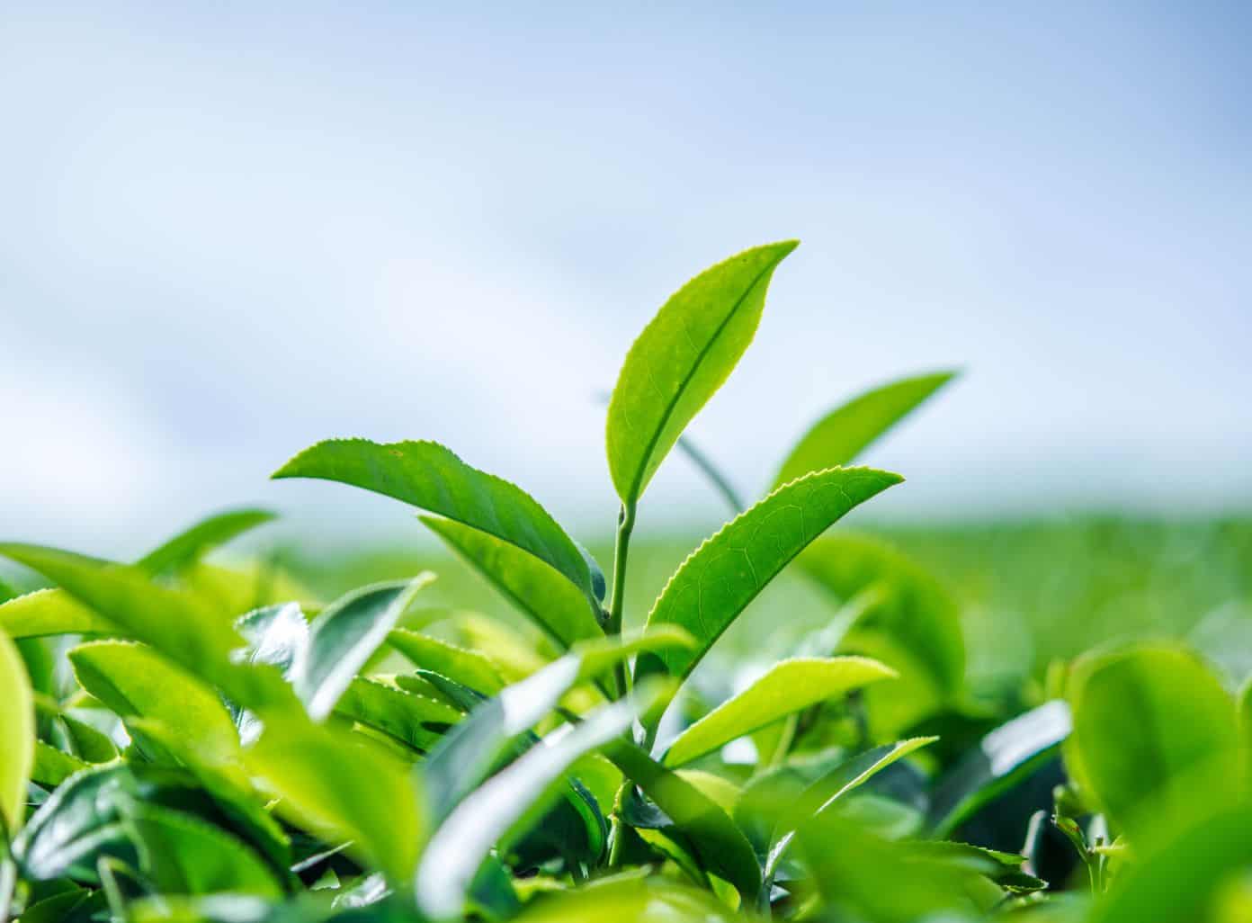 The Delicious Taste of Indonesian Tea